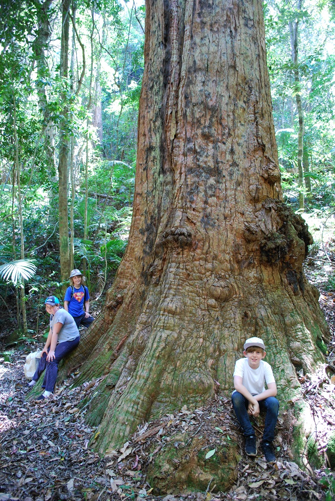 Biggest Turpentine - The Old Brush